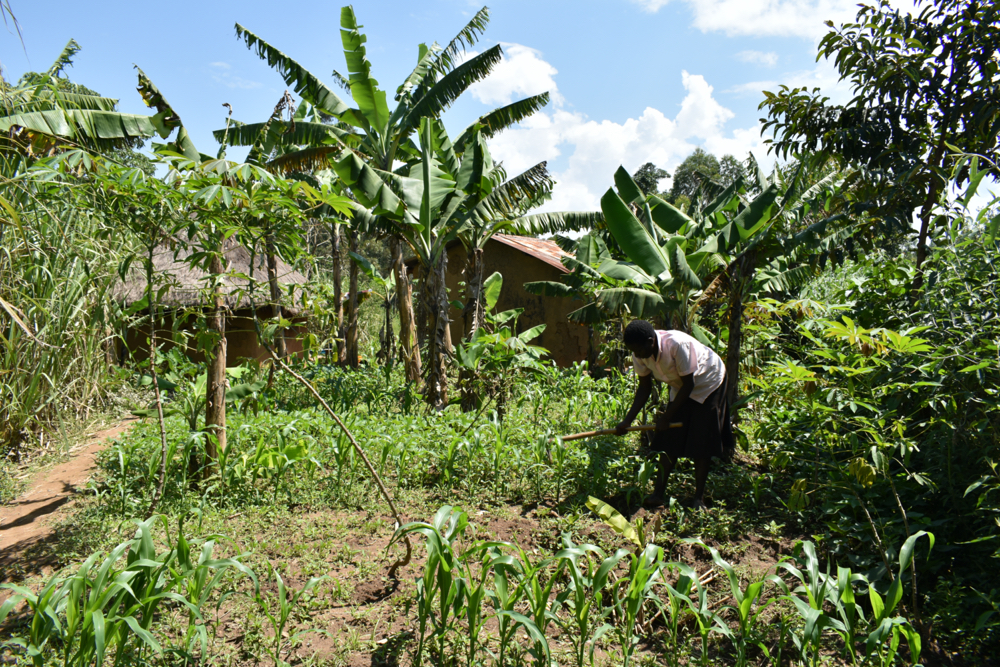 The Water Project: Kenya - Shianda Community, Akhonya Spring