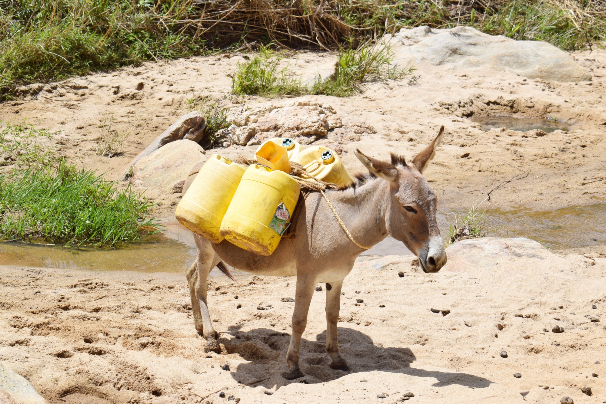 The Water Project: Kenya - Nduumoni Community C