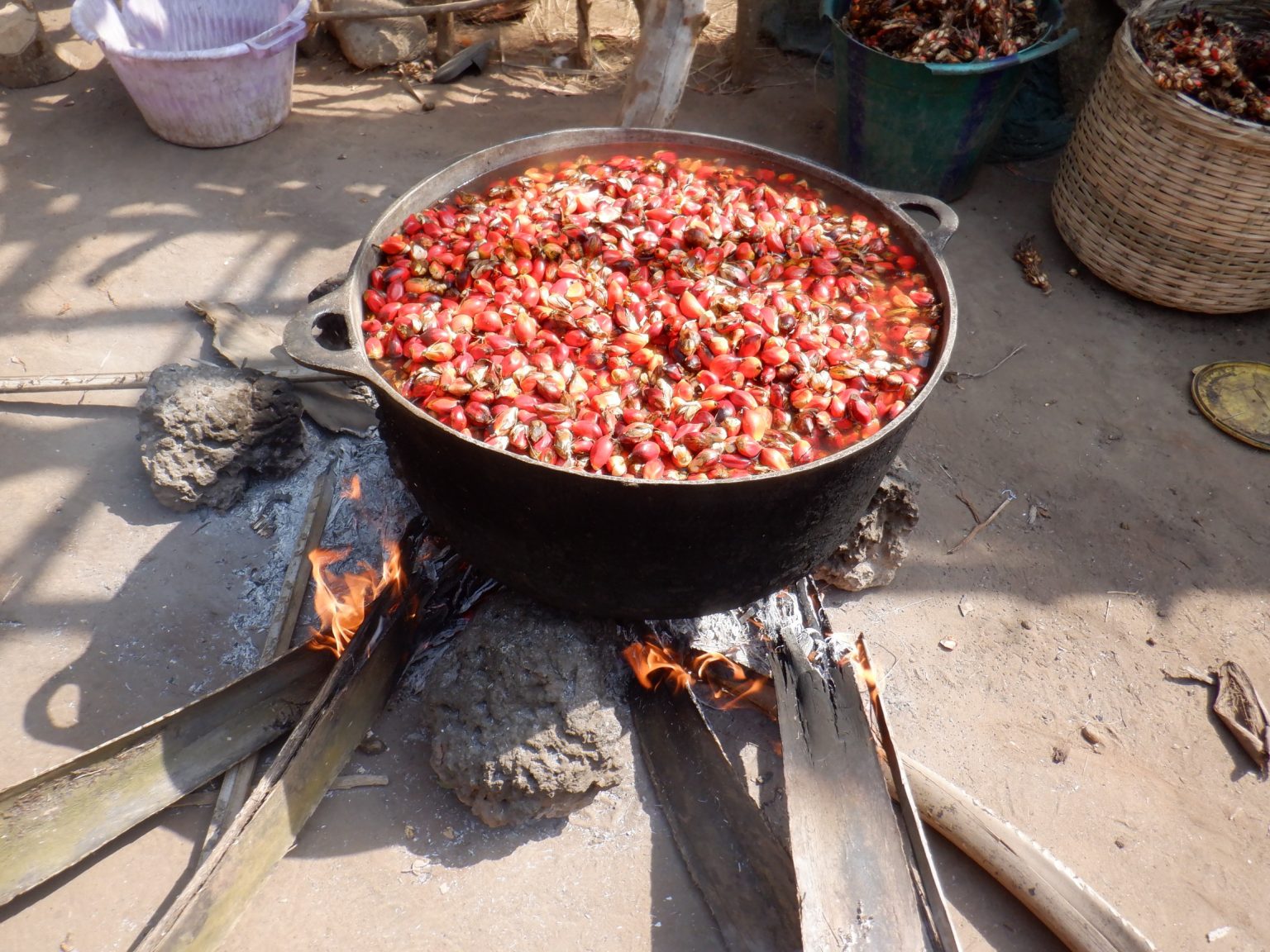 The Multi-Sided Story of Palm Oil - The Water Project